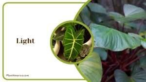 Philodendron Red Emerald: A Care Guide for Your Tropical Plant - Plant ...