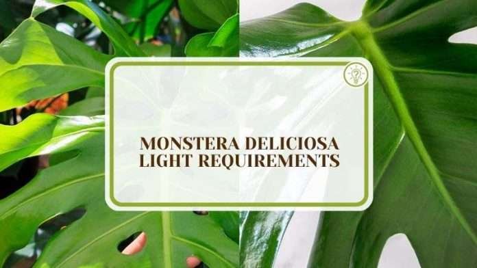 Monstera Deliciosa Light Requirements: The Ideal Conditions - Plant America