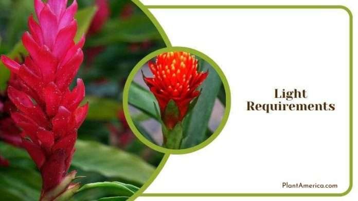 Red Ginger (Alpinia Purpurata) Plant Care Guide to Grow - Plant America