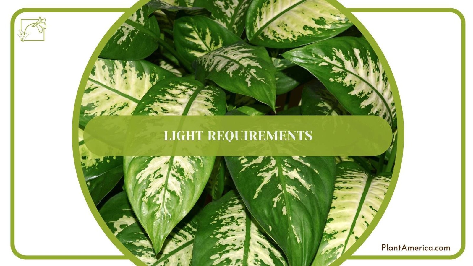 Dieffenbachia Reflector: Care and Grow the Tropical Plant Easily ...