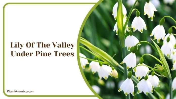 24 Best Plants For Landscaping Under Pine Trees - Plant America