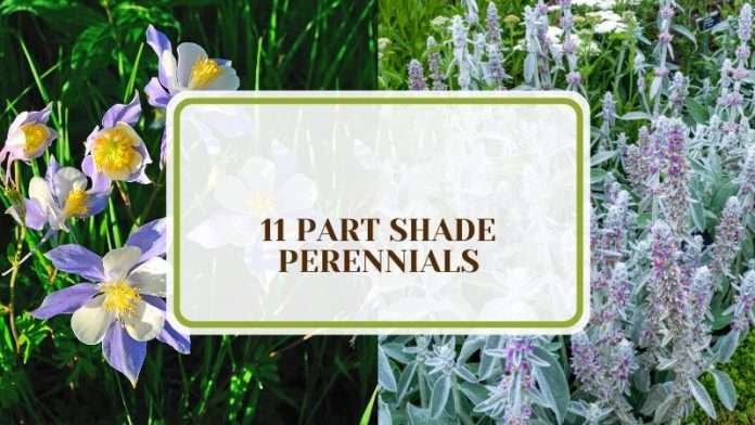 11 Part Shade Perennials: List of Indirect-sun Lovers - Plant America