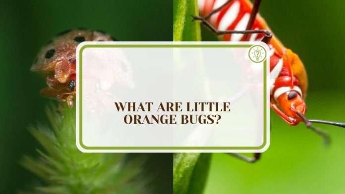 Little Orange Bugs: Their Effects and Ways to Control Them - Plant America