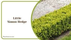 21 Simple and Creative Arborvitae Landscaping Ideas - Plant America