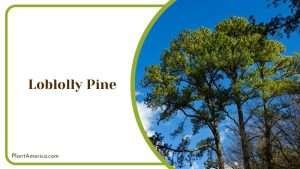 12 Trees Native to Oklahoma: The Finest Ones for Landscaping - Plant ...