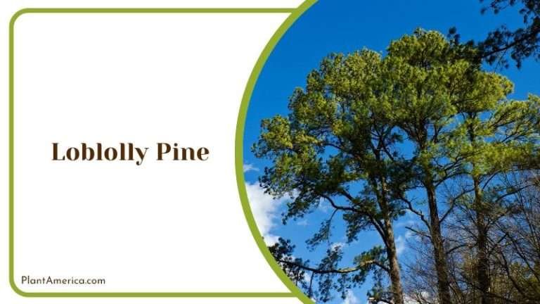 12 Trees Native to Oklahoma: The Finest Ones for Landscaping - Plant ...