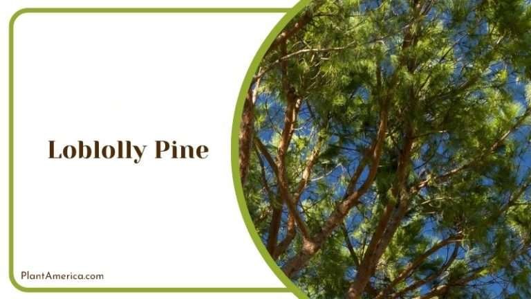 9 Types of Pine Trees in California: An Evergreen Landscape - Plant America