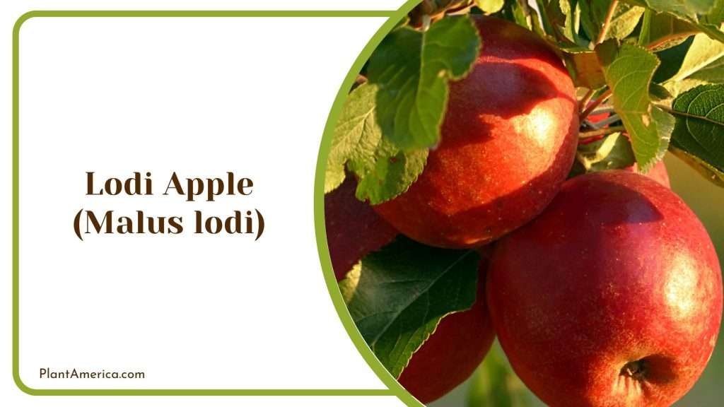 13 Fruit Trees For Zone 4 Gardens? Cold Hardy Fruit Trees - Plant America