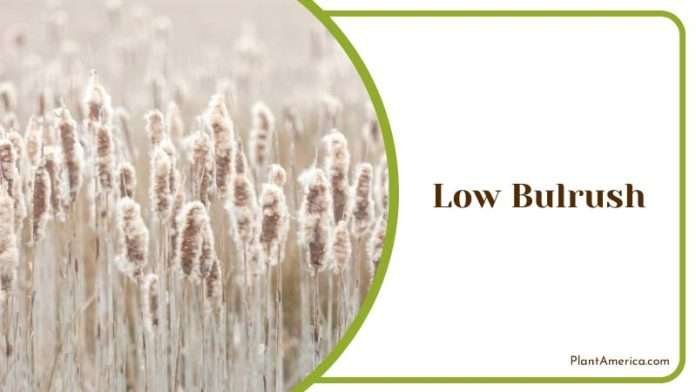 15 Plants That Look Like Hair: Strange Yet Amazing Houseplants - Plant ...
