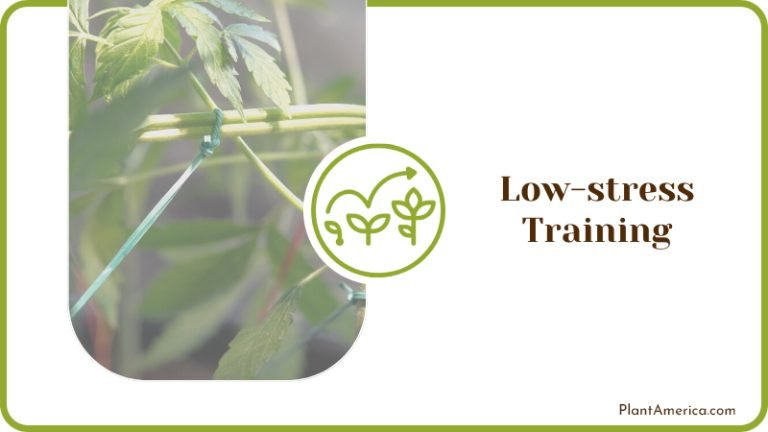 Training Plants To Grow Horizontally: Easy Ways To Shape It - Plant America
