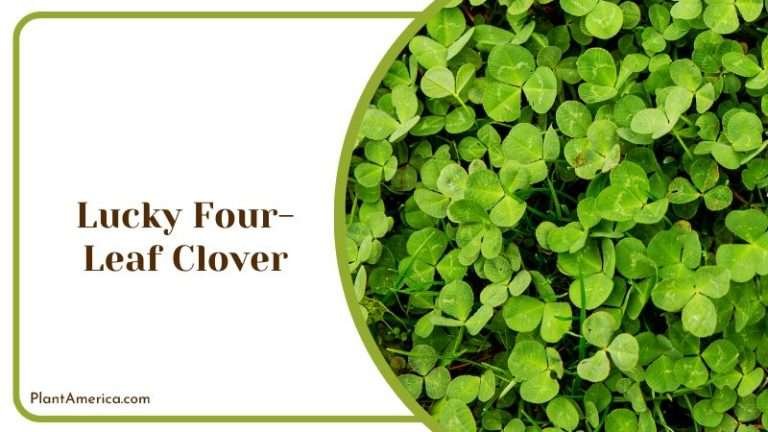14 Plants for Fountains: Bringing Unique Elegance - Plant America