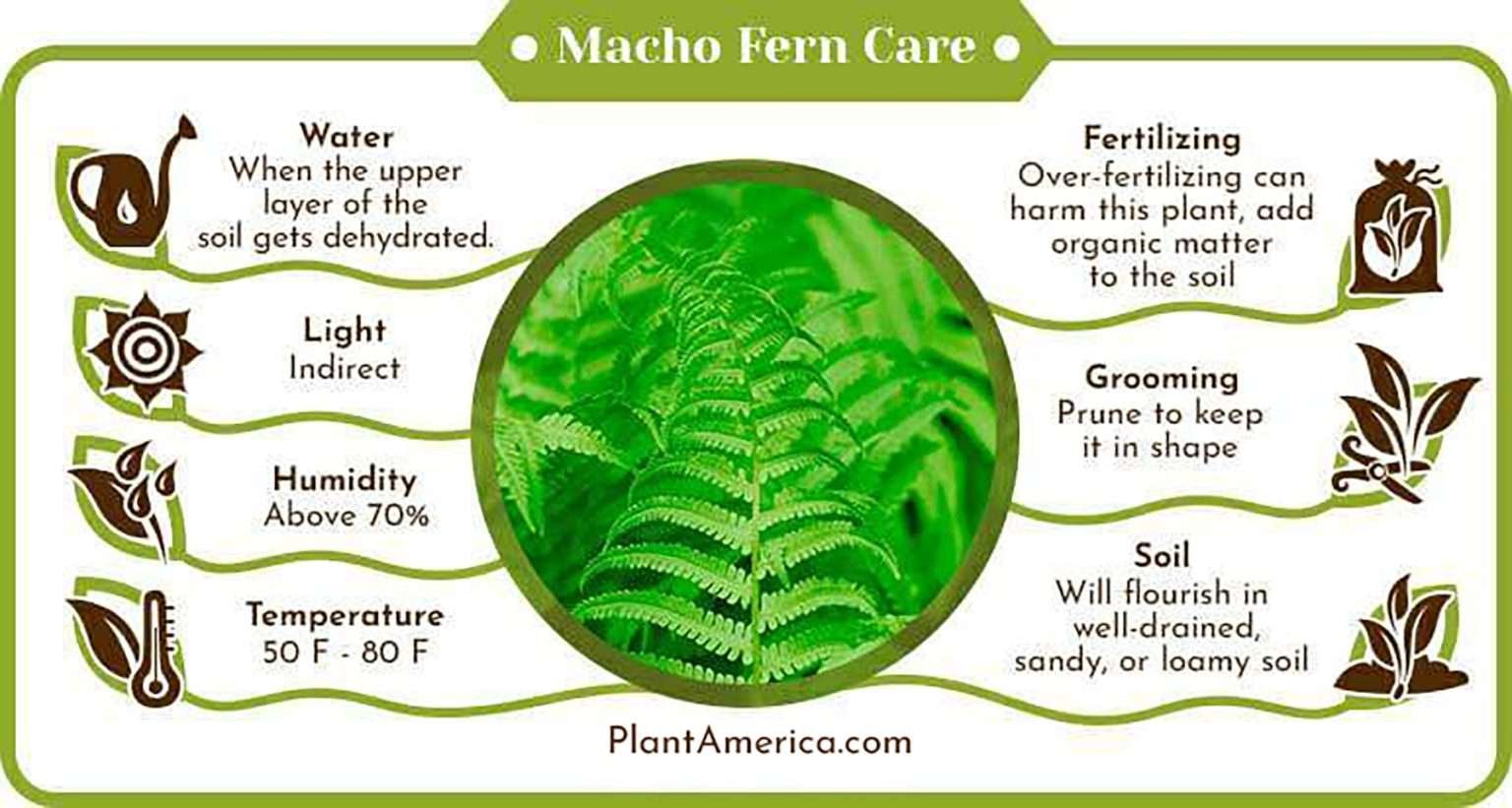 Macho Fern Care: The Stunning Evergreen Plant for Your Garden - Plant ...