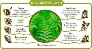 Macho Fern Care: The Stunning Evergreen Plant for Your Garden - Plant ...