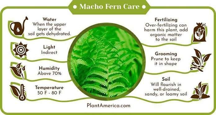 Macho Fern Care: The Stunning Evergreen Plant for Your Garden - Plant ...