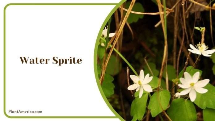 13 Plants for Brackish Water: Exceptional Selections - Plant America