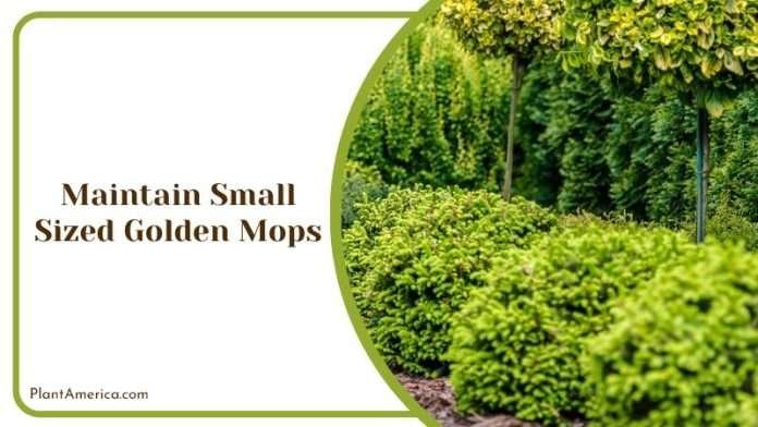 5 Landscaping With Golden Mop Cypress Ideas for Your Yard - Plant America