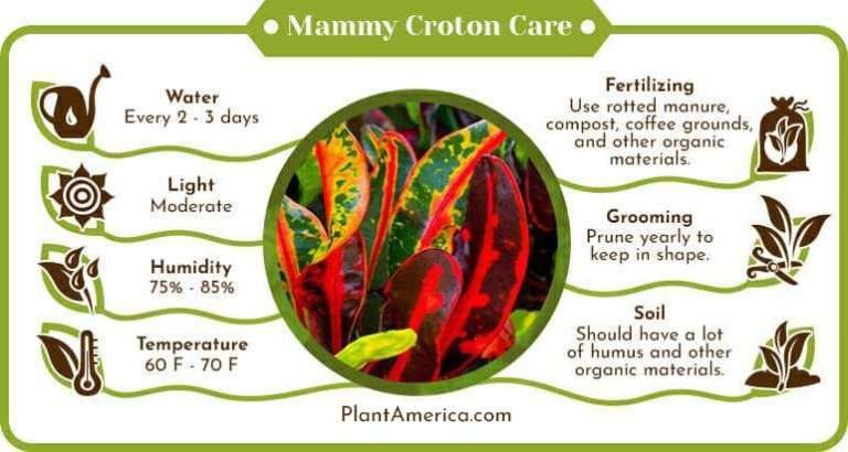 Mammy Croton: Care Guide for This Beauty Kissed by the Sun - Plant America