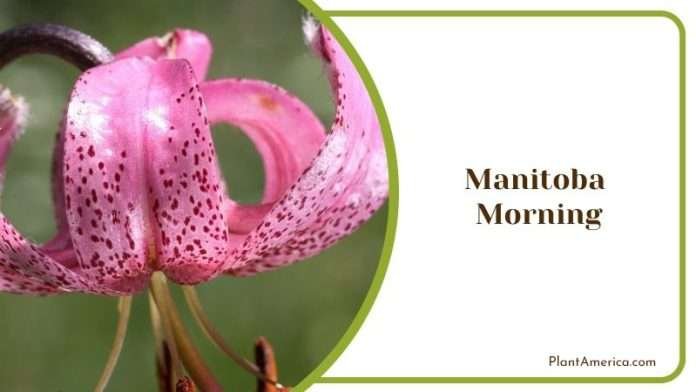 19 Morning Lilies: The Best Types of Lilies that Love the Sun - Plant ...