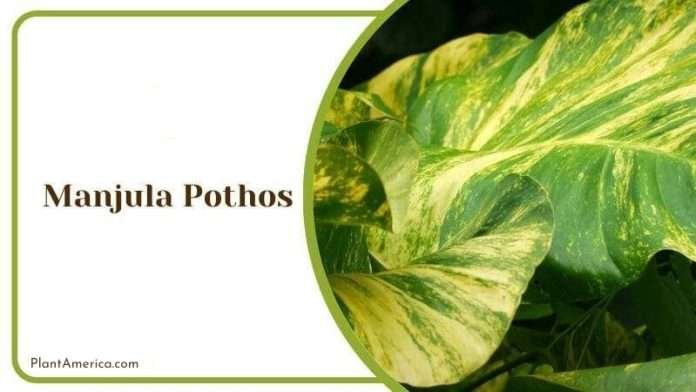 13 Pothos Varieties To Add To Your Indoor Or Outdoor Garden - Plant America