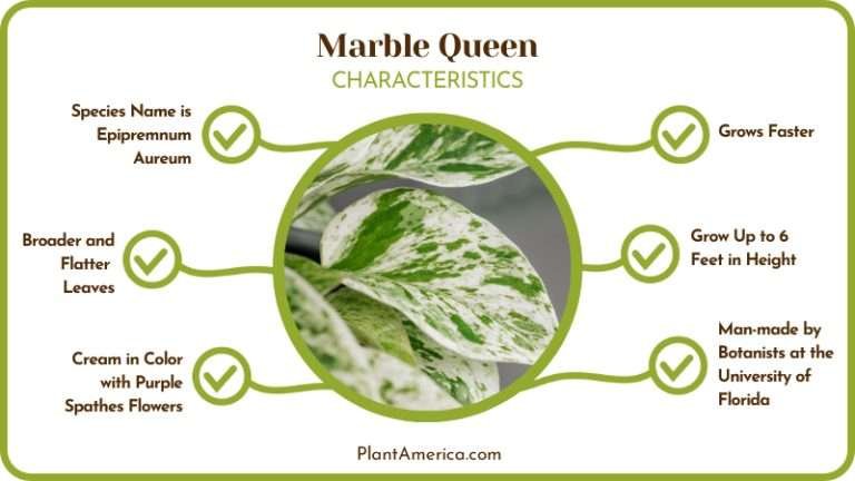Manjula Pothos vs Marble Queen: Can You Tell the Difference? - Plant ...