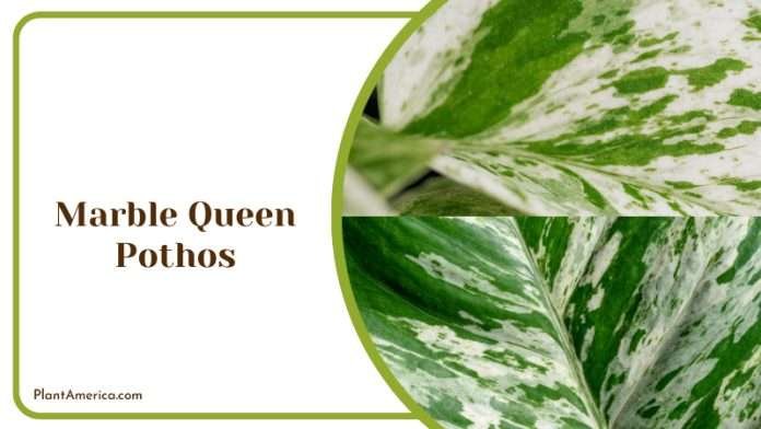 Marble Queen Pothos: Taking Care of This Beautiful House Plant - Plant ...