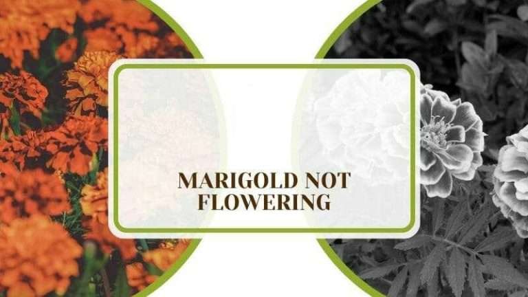 Marigold Not Flowering? Use These Tips To Get More Buds and Blooms ...