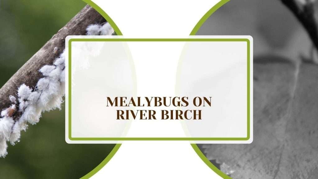 Mealybugs on River Birch: 8 Techniques to Safeguard Trees - Plant America