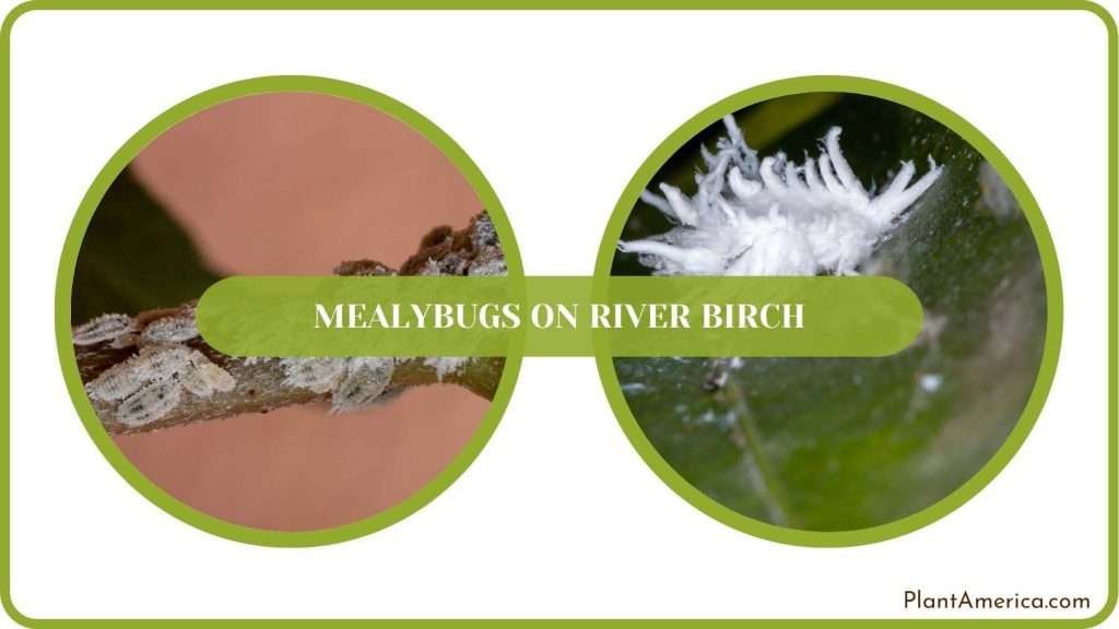 Mealybugs on River Birch: 8 Techniques to Safeguard Trees - Plant America