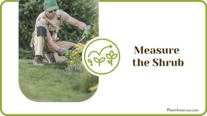 How To Shape Boxwoods: Easy and Fun Ways To Shape the Green Shrub ...