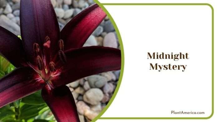 18 Dark Lilies to Satisfy Your Dramatic Gardening Aesthetics - Plant ...