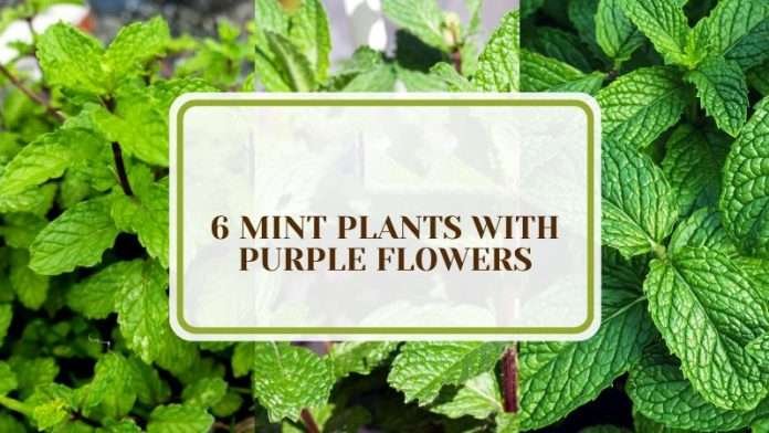 6 Mint Plants With Purple Flowers for Every Garden - Plant America