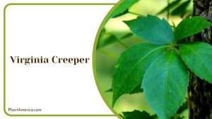 16 Plants With 5 Leaves per Stem: A List of Perennial Plants - Plant ...