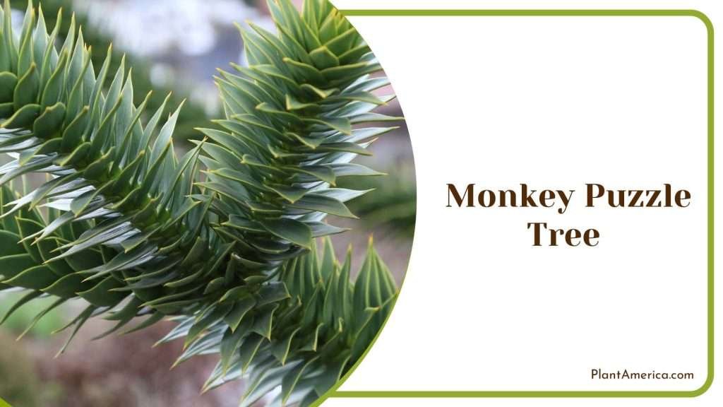 18 Trees with Long Seed Pods to Bring Whimsy to Your Yard - Plant America