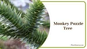 18 Trees with Long Seed Pods to Bring Whimsy to Your Yard - Plant America