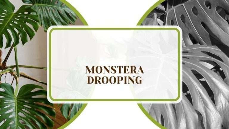 Monstera Drooping: The Reason and Right Solution to Fix - Plant America