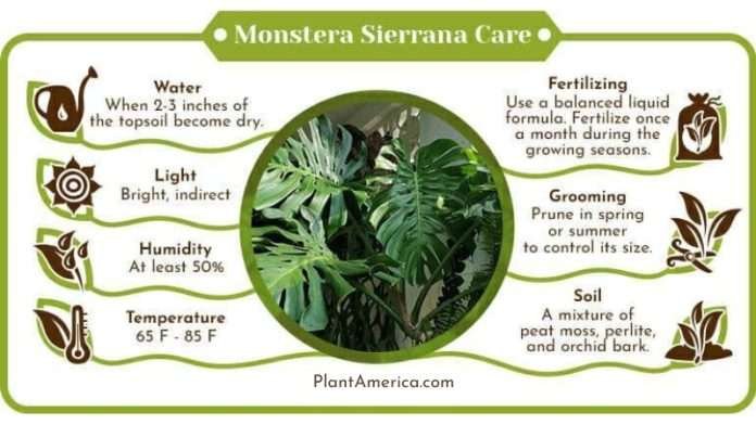 Monstera Sierrana: Tips and Tricks To Grow the Gorgeous Plant at Home ...