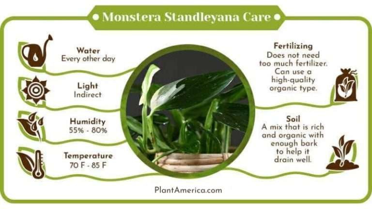 Monstera Standleyana | Grow and Care Guide with Tips & Tricks - Plant ...