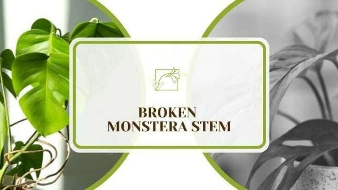 Broken Monstera Stem: Why Your Plant’s Stem Is Bending and Breaking ...