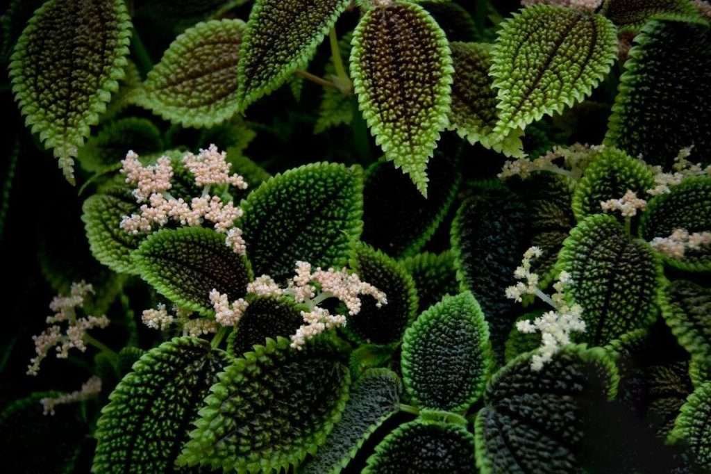 36 Variegated Plants: Stunning Varieties of Unique Leaf Variegations ...