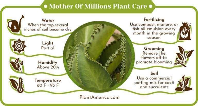Mother Of Millions Plant: Care Tips You Wish You Knew Earlier - Plant ...