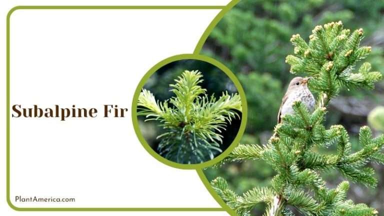 15 Fir Trees Types To Enhance Your Landscape Designs - Plant America