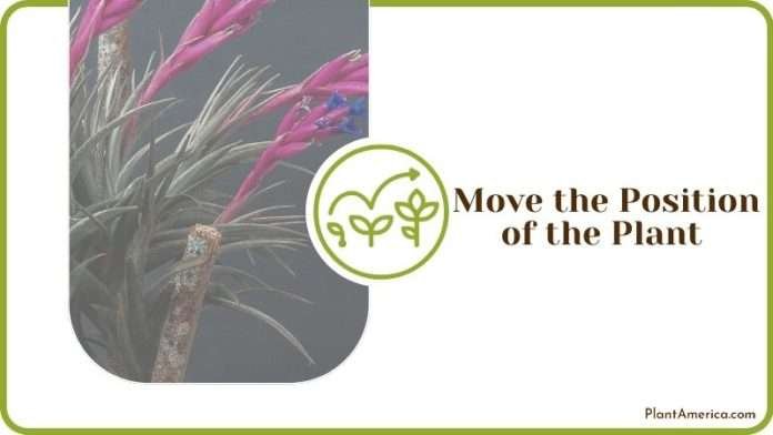Propagating Air Plants: How To Accomplish It the Right Way - Plant America