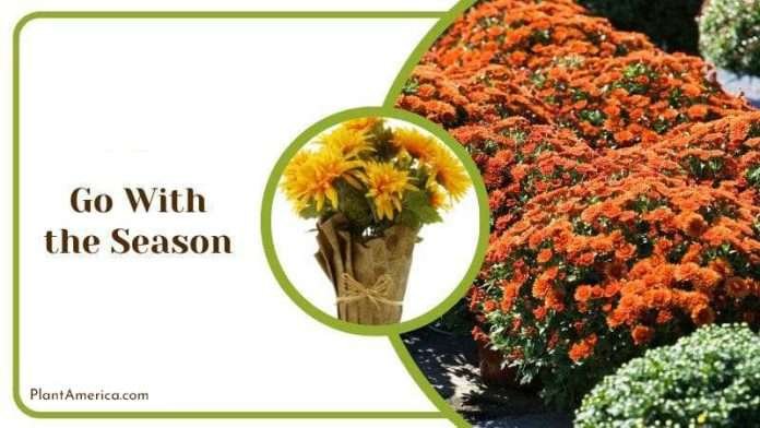 17 Landscaping With Mums Ideas: A Guide To Get You Started Right ...
