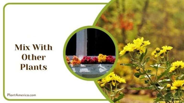 17 Landscaping With Mums Ideas: A Guide To Get You Started Right ...