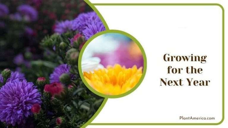 17 Landscaping With Mums Ideas: A Guide To Get You Started Right ...