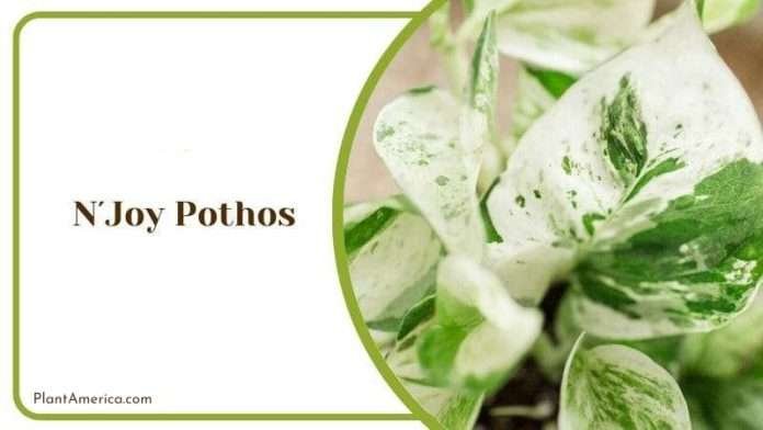 13 Pothos Varieties To Add To Your Indoor Or Outdoor Garden - Plant America