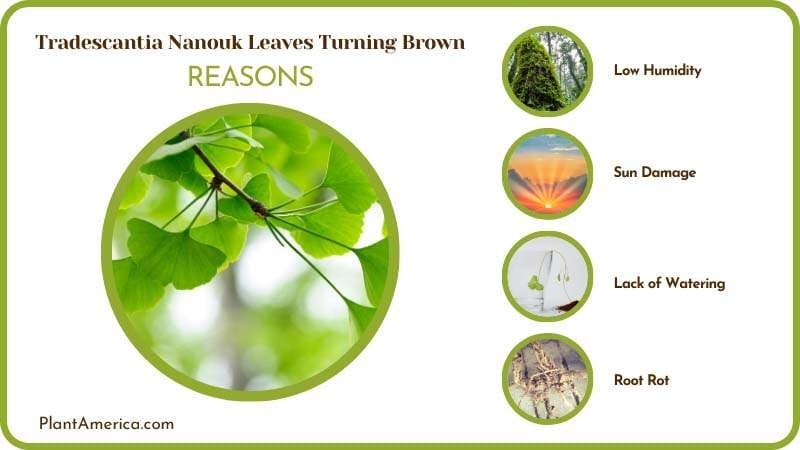 Tradescantia Nanouk Leaves Turning Brown: Guide To Treating - Plant America