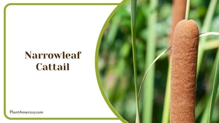5 Plants That Look Like Corn Dogs: Discover Its Varieties and Species ...