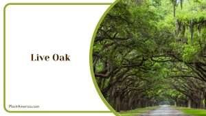 20 Native Texas Trees To Create A Charming Backyard Oasis - Plant America