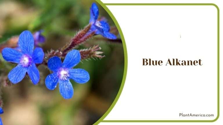 19 Blue Weeds: Identify and Eliminate the Most Common Ones - Plant America